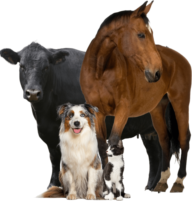 Home - Nashville Animal Hospital